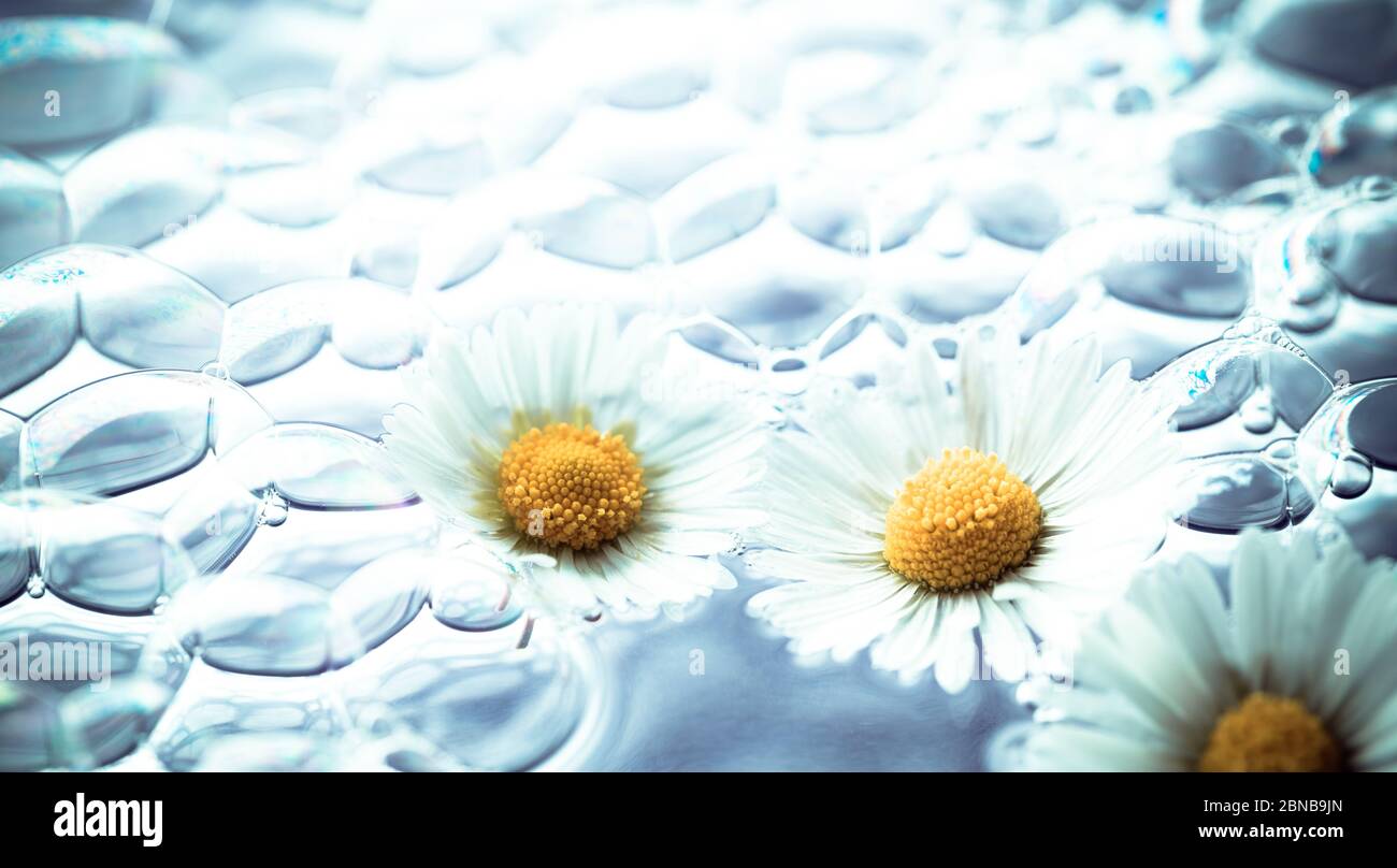 Floral Hydromassage Marguerite Close Up Stock Photo Alamy