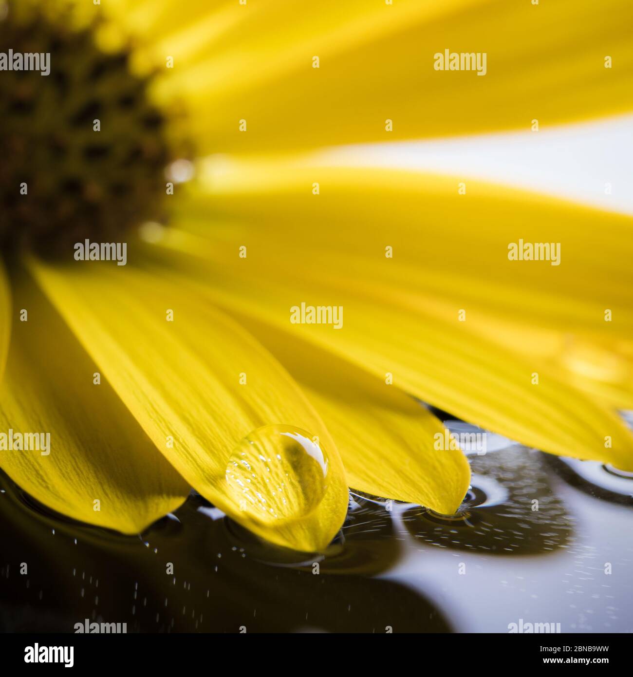 yellow petals with dew - macro Stock Photo - Alamy