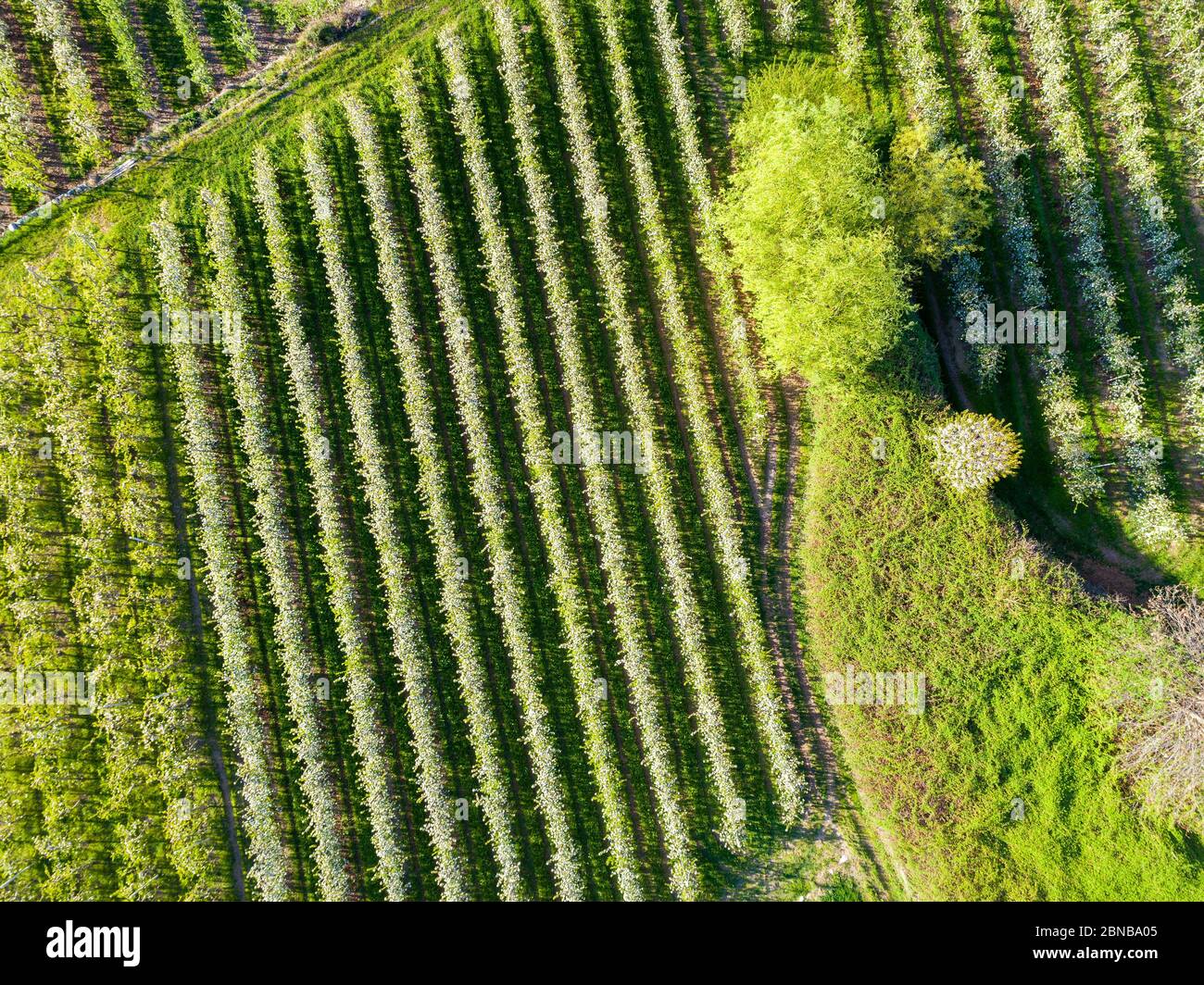 Apple orchard in spring - Aerial view Stock Photo - Alamy