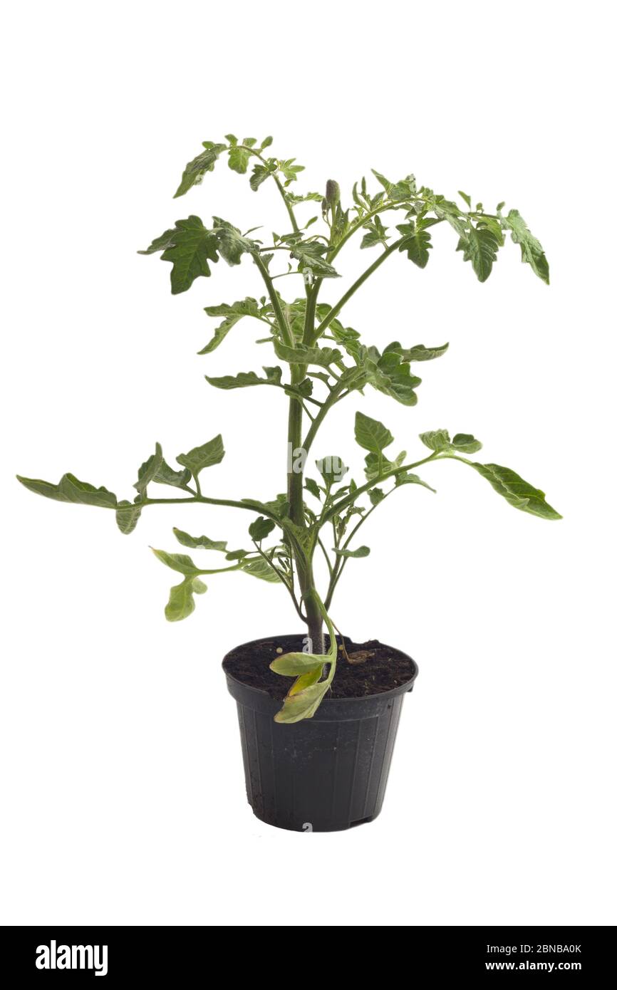 Vertical shot of a grafted tomato in a black plant pot with a white ...
