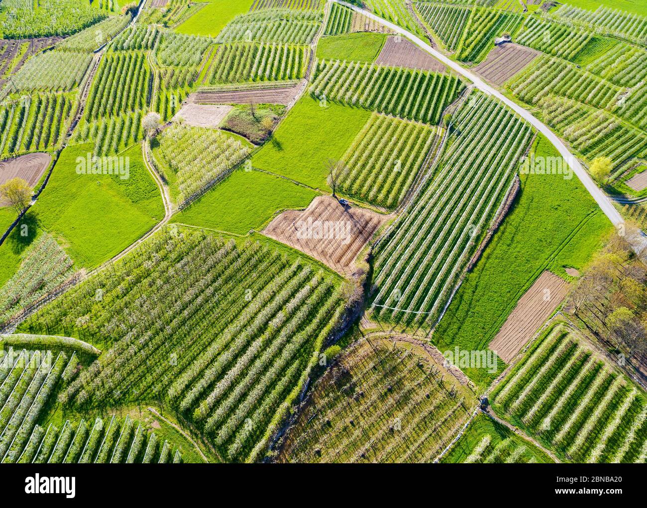 Apple orchard in spring - Aerial view Stock Photo - Alamy
