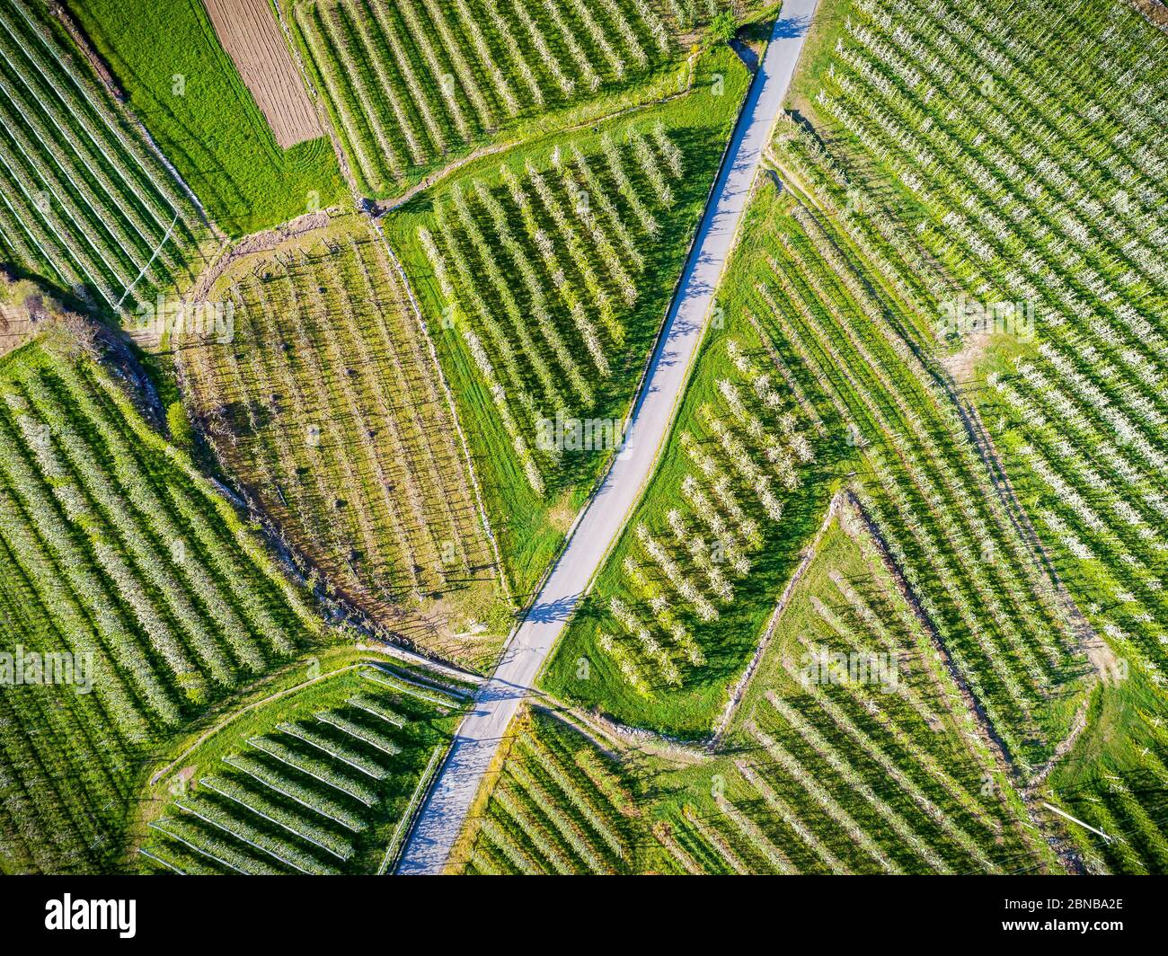 Apple orchard in spring - Aerial view Stock Photo - Alamy