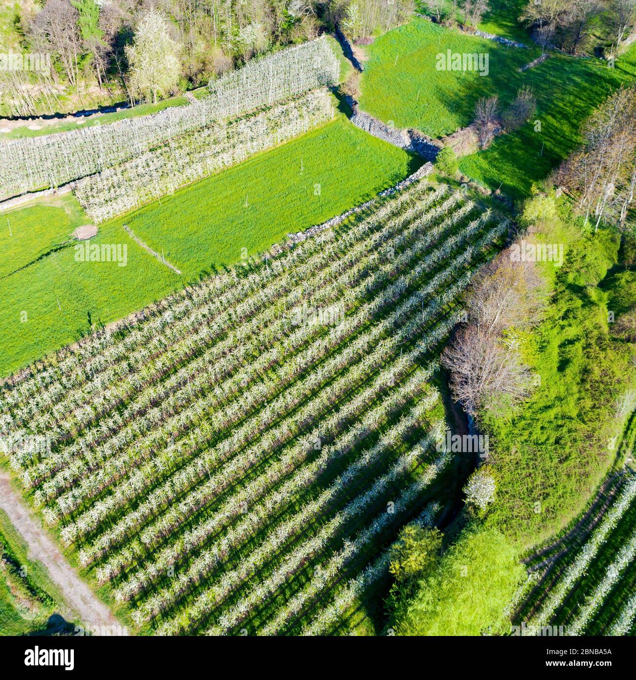 Intensive apple agriculture orchard hi-res stock photography and images ...
