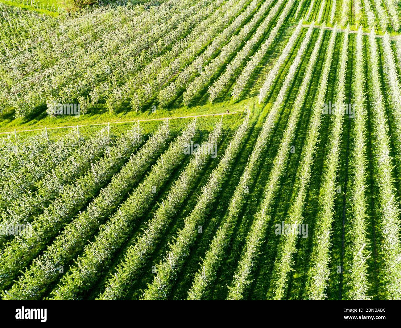 Apple orchard in spring - Aerial view Stock Photo - Alamy