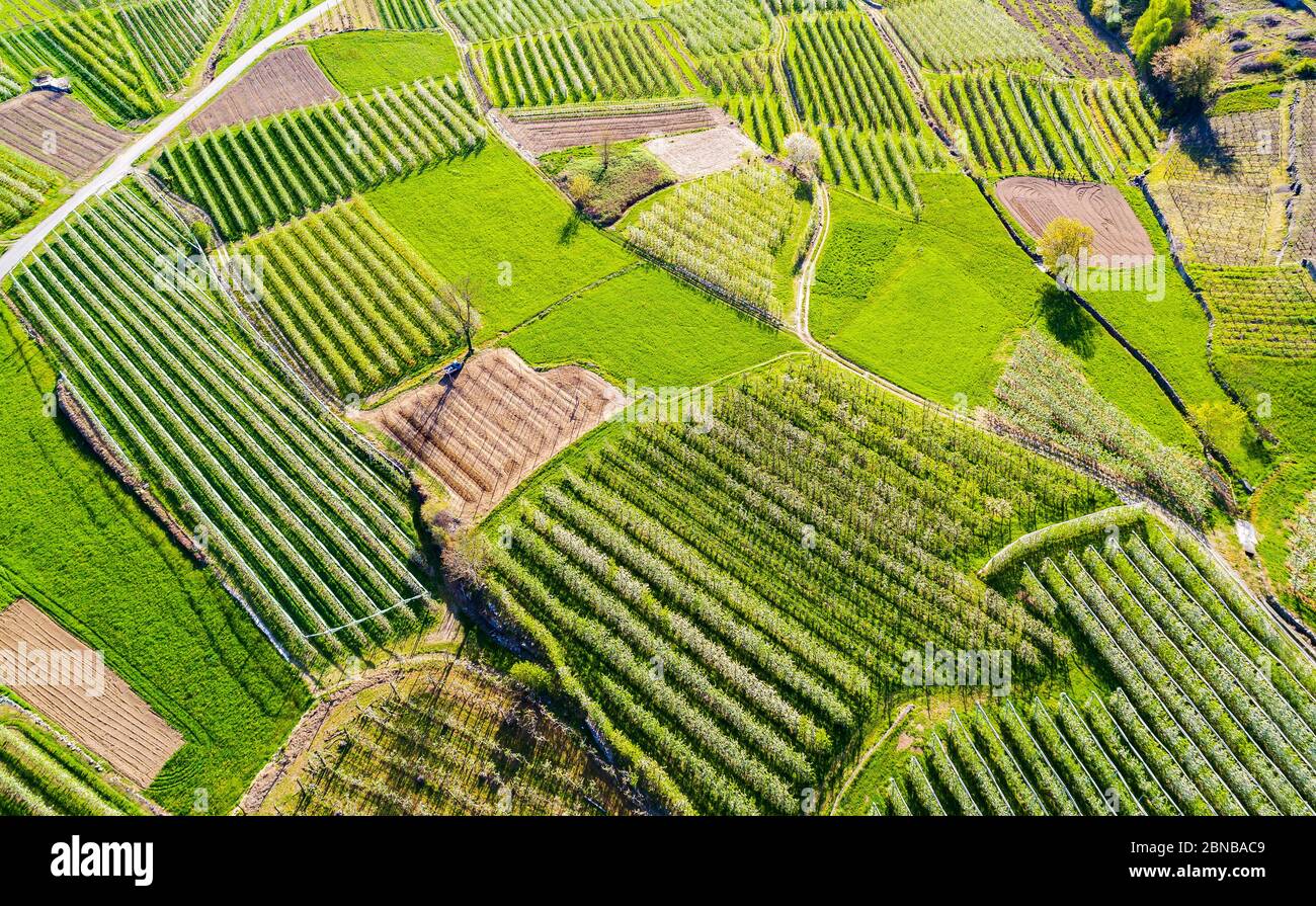 Aerial view apple plantation cultivation hi-res stock photography and ...