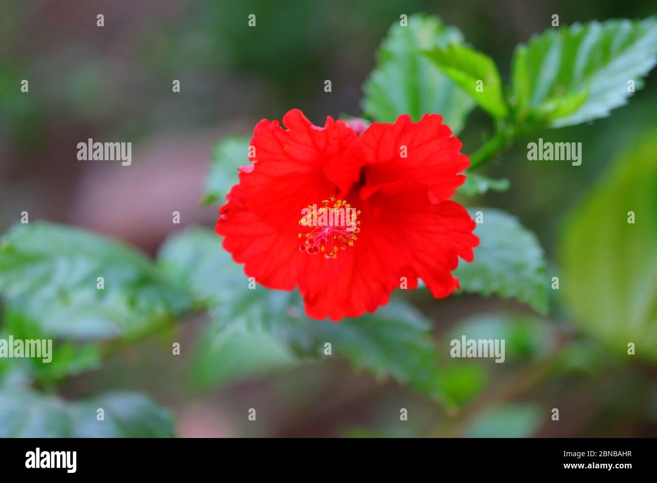 macro view of red yellow nectar blooming on hibiscus flowering plant ...