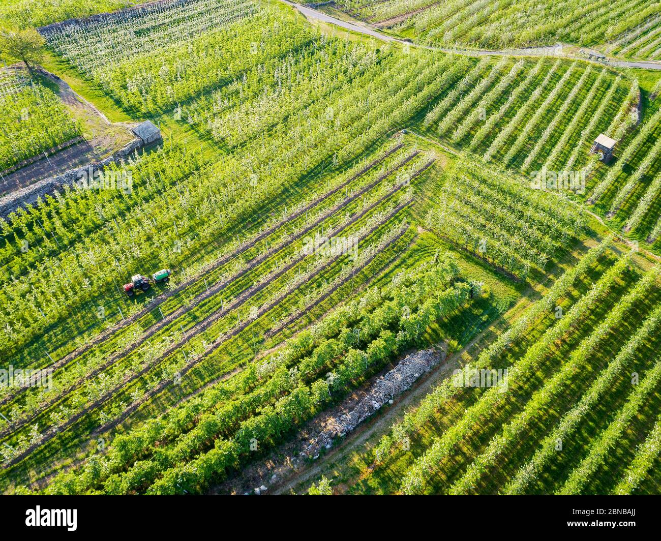 Orchard plot hi-res stock photography and images - Alamy