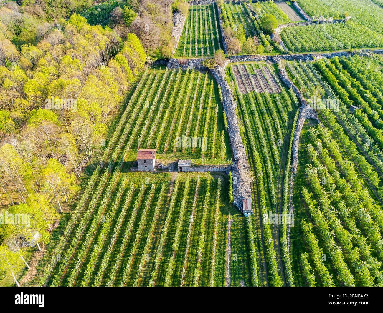 Intensive apple agriculture orchard hi-res stock photography and images ...