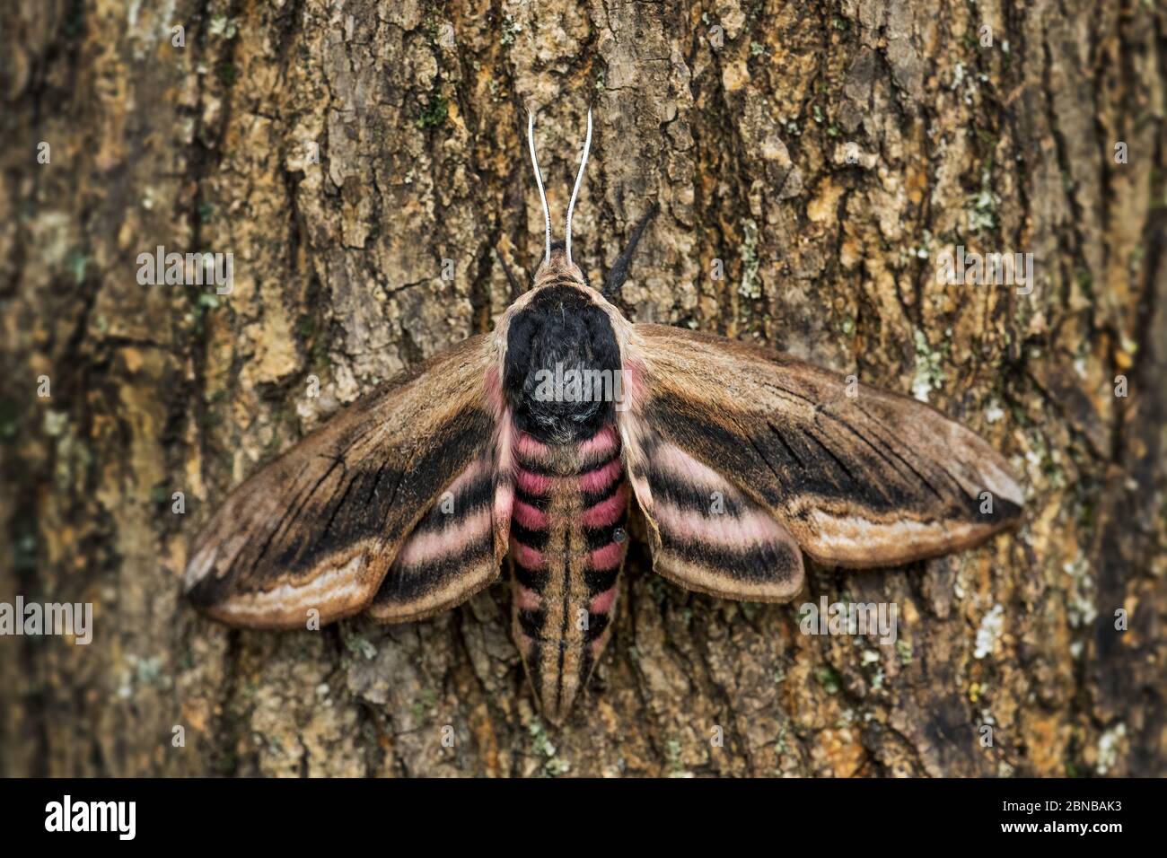 Privet Hawk-moth - Sphinx ligustri, beatiful large hawk-moth from ...
