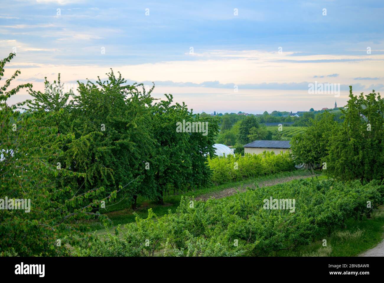 Crops growing in a lush green spring agricultural landscape with ...