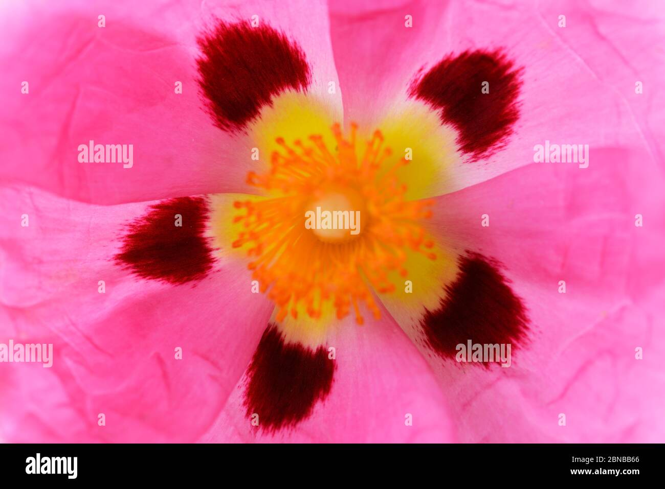 Rock rose june hi-res stock photography and images - Alamy
