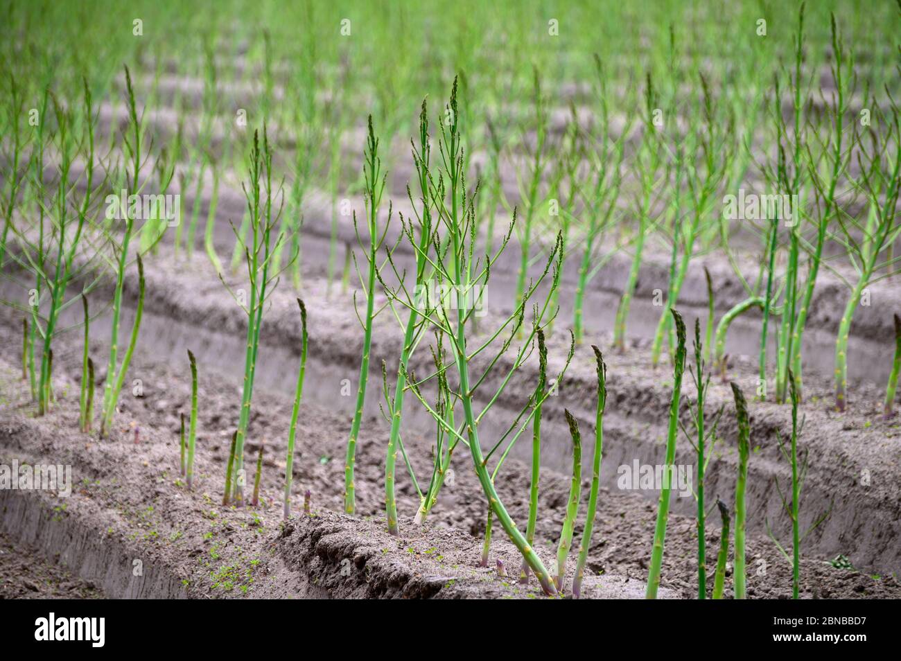 Early summer growth cycle of white asparagus plant, fern development ...