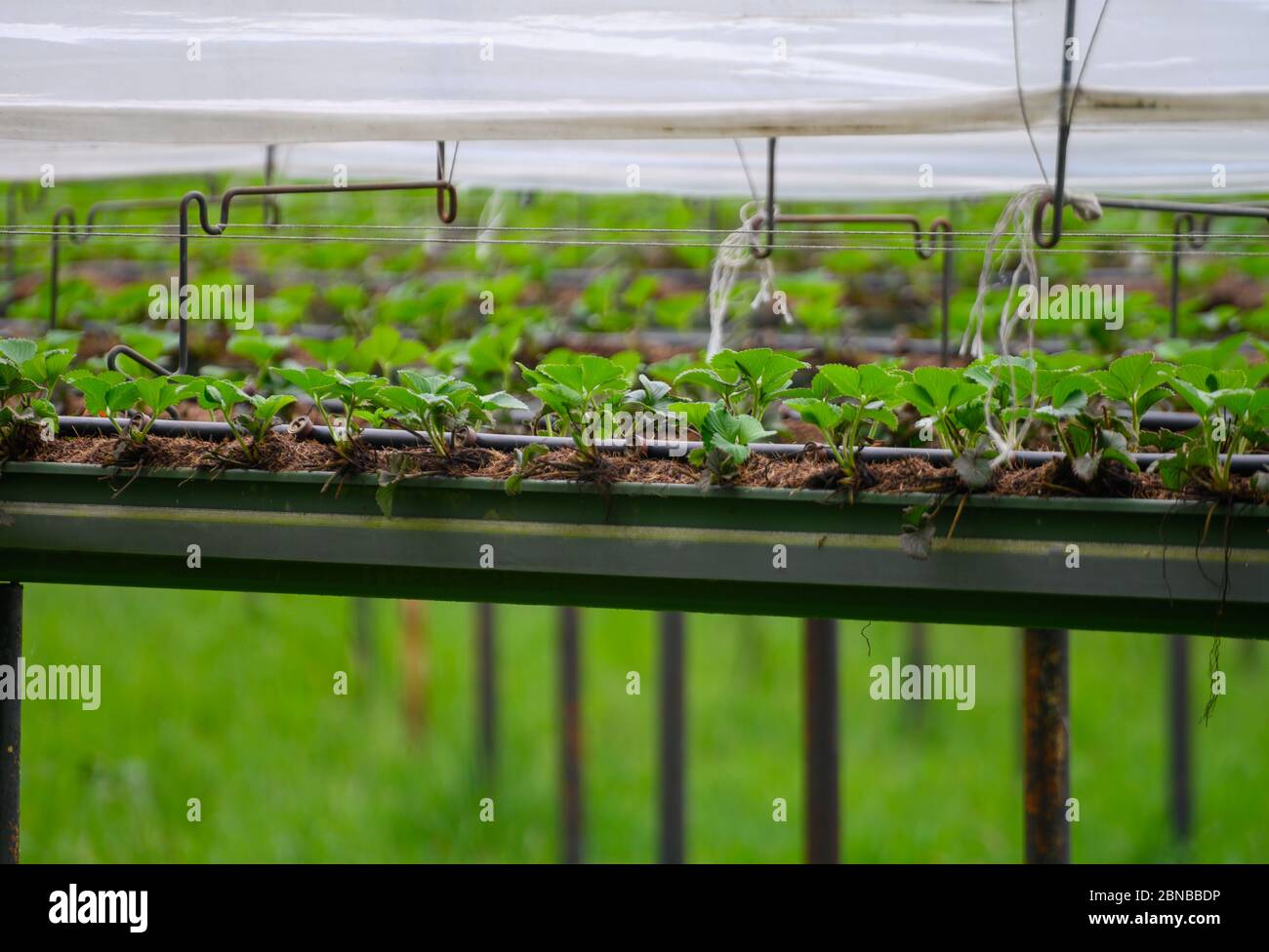 Bio farming in Netherlands, outdoor hydroponic shelved systems for ...