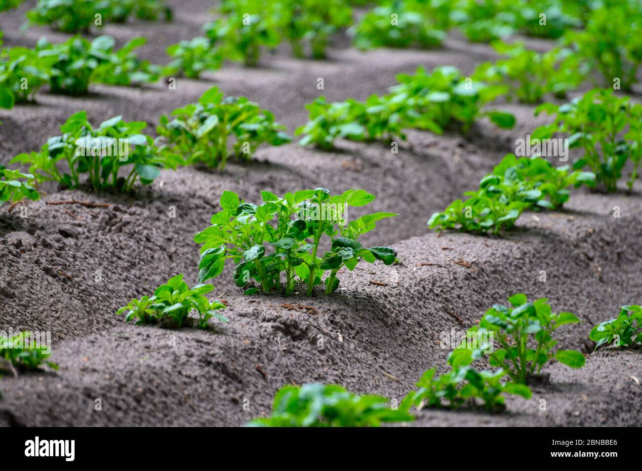 Young potato plants growing in rows on farm field in springtime Stock ...