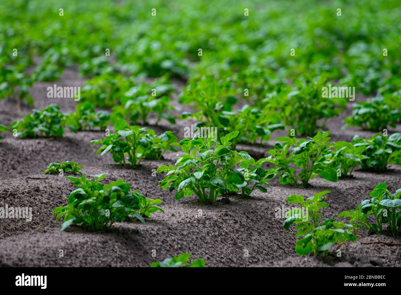 Young potato plants growing in rows on farm field in springtime Stock ...