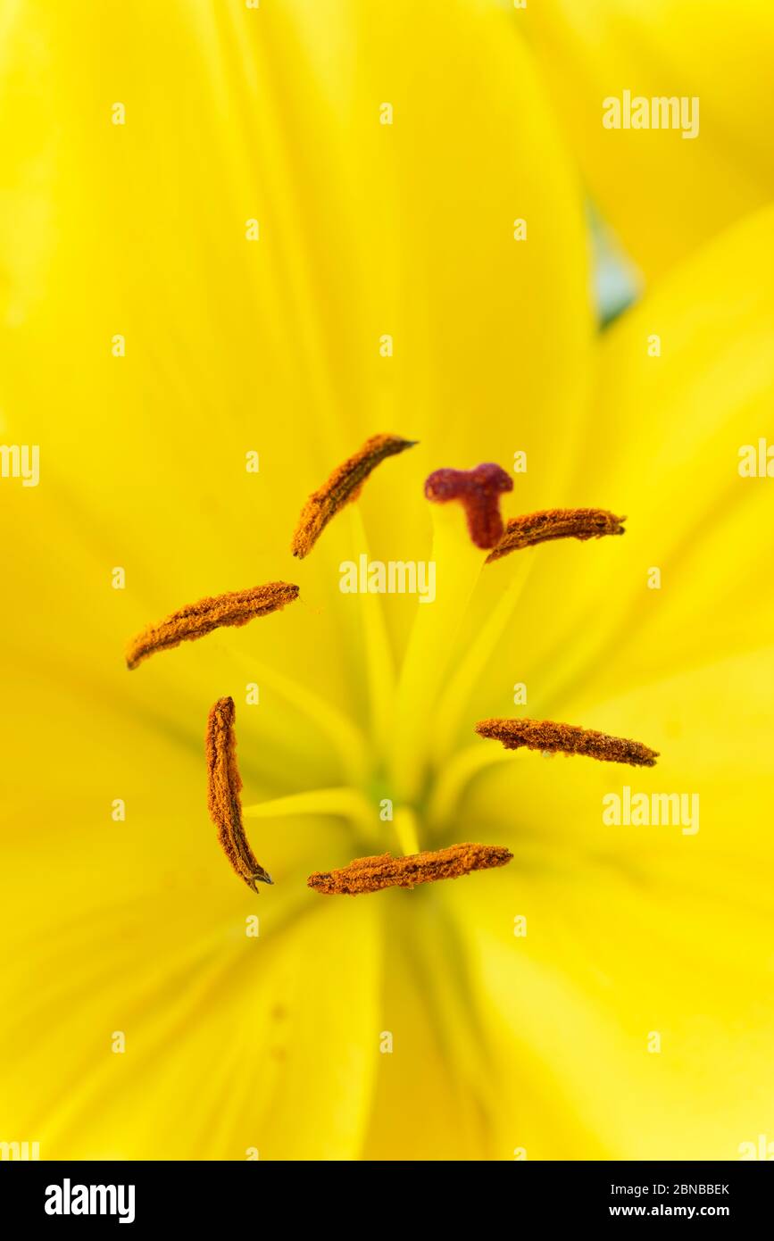 Lilium 'Butter Pixie' Dwarf Asiatic lily June Stock Photo - Alamy