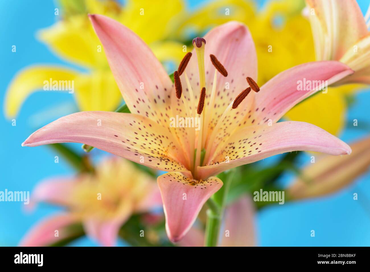 Lilium Dwarf Asiatic lily June Stock Photo - Alamy