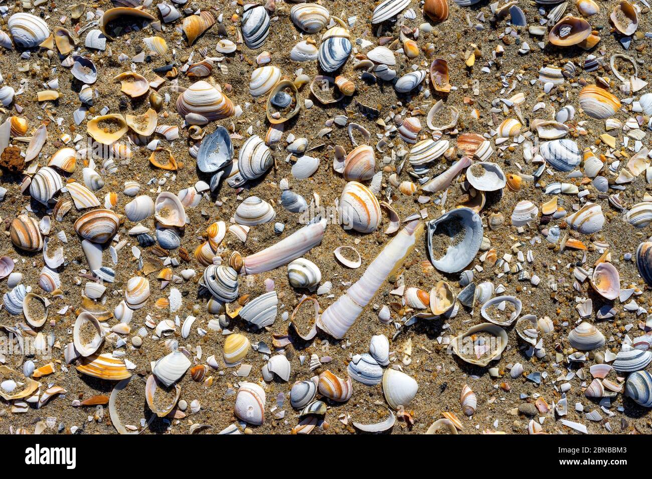 Empty shells on the beach background #2 Stock Photo - Alamy