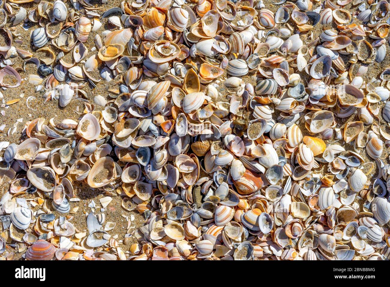 Empty shells on the beach background #1 Stock Photo - Alamy