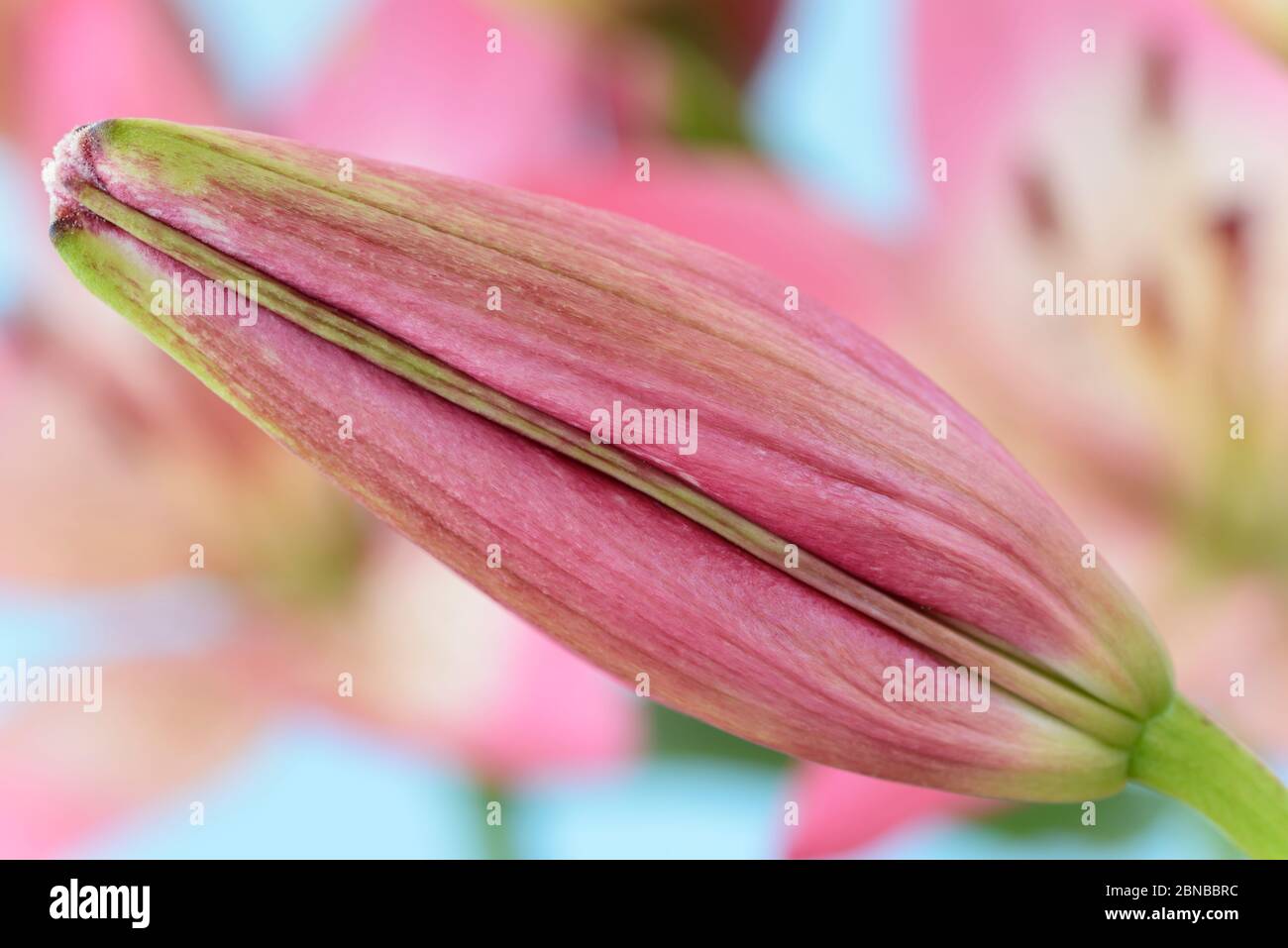 Lilium Asiatic lily Flower bud June Stock Photo - Alamy