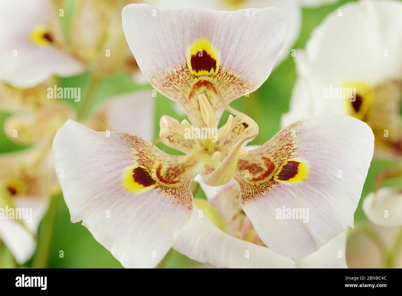 Mariposa lily hi-res stock photography and images - Alamy