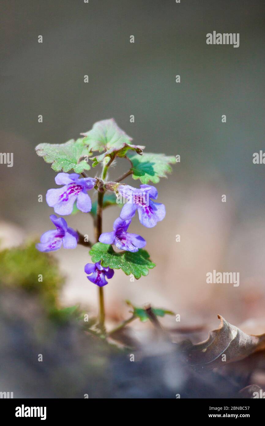 gill-over-the-ground, ground ivy (Glechoma hederacea), blooming ...