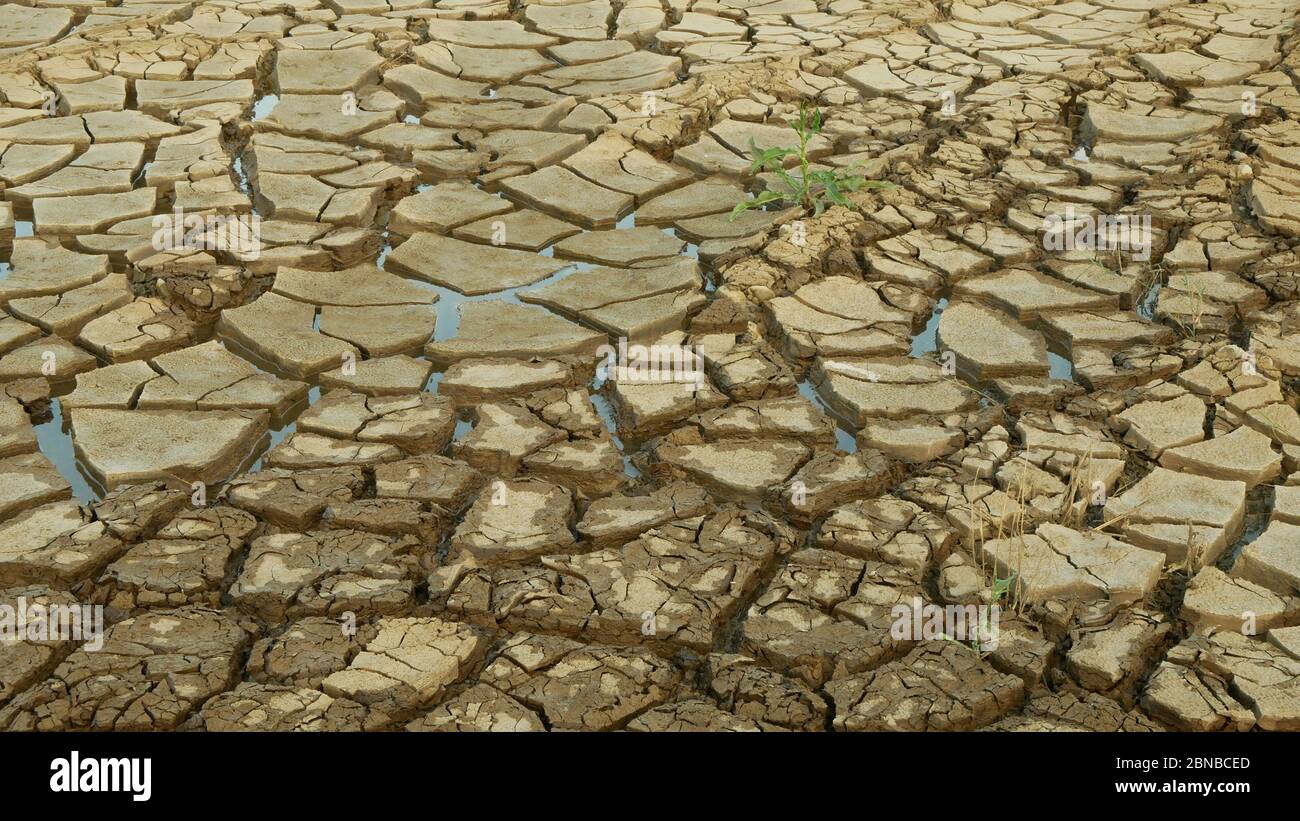 Very drought wetland, swamp and pond drying up the soil cracked crust ...