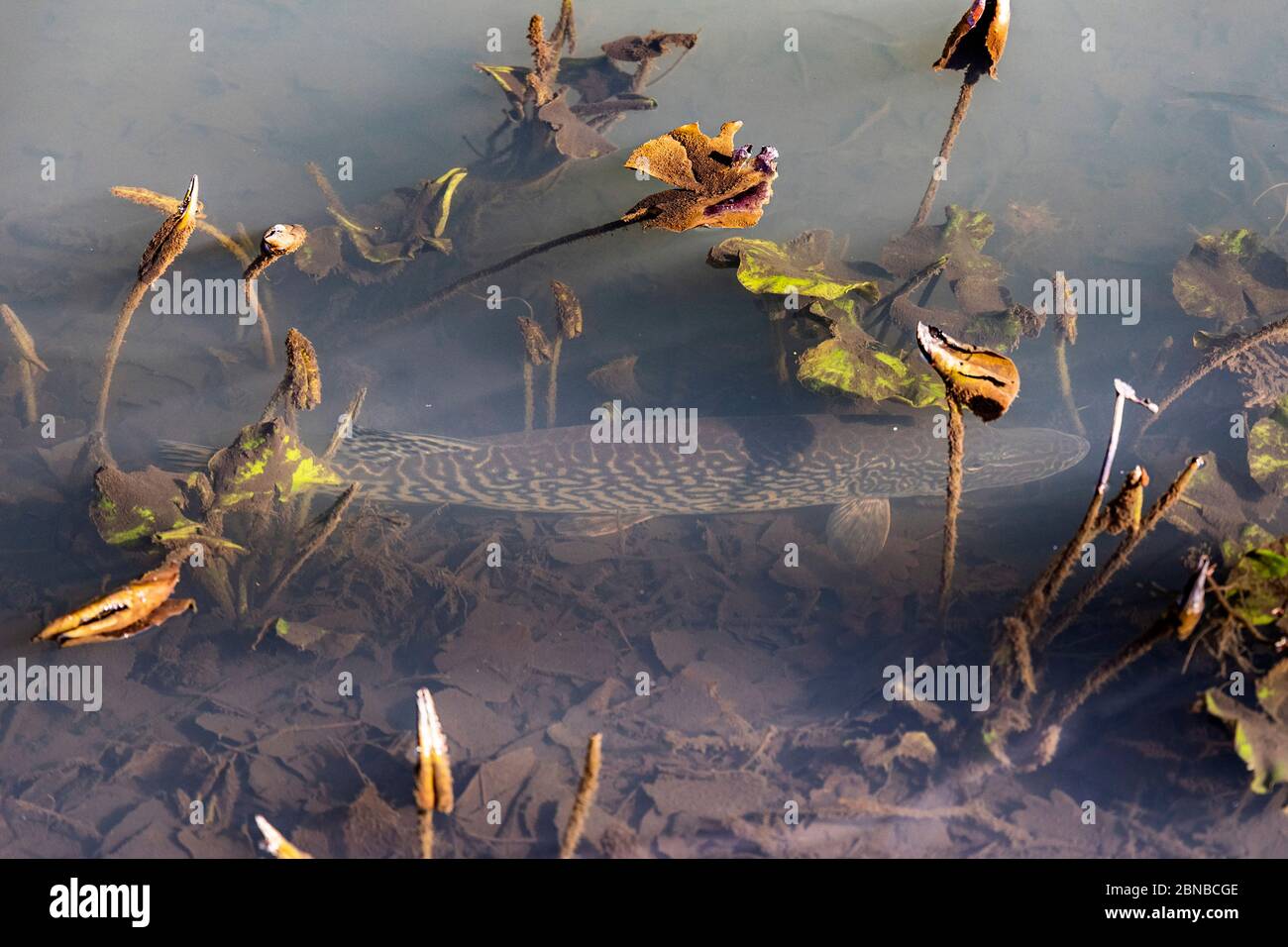 75 cm hi-res stock photography and images - Alamy