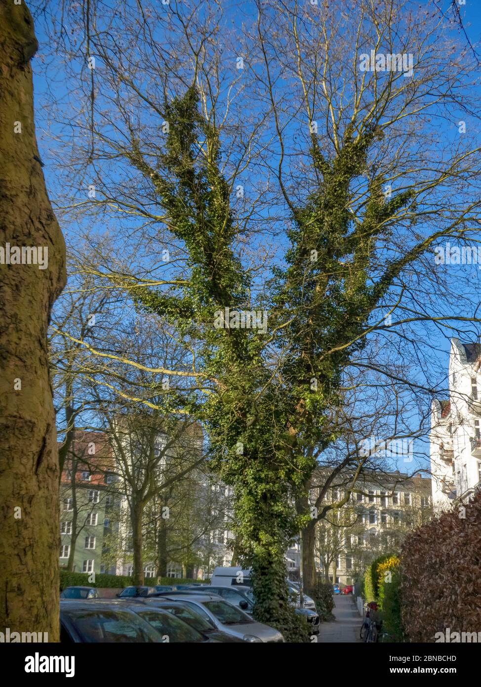 English ivy tree hi-res stock photography and images - Alamy