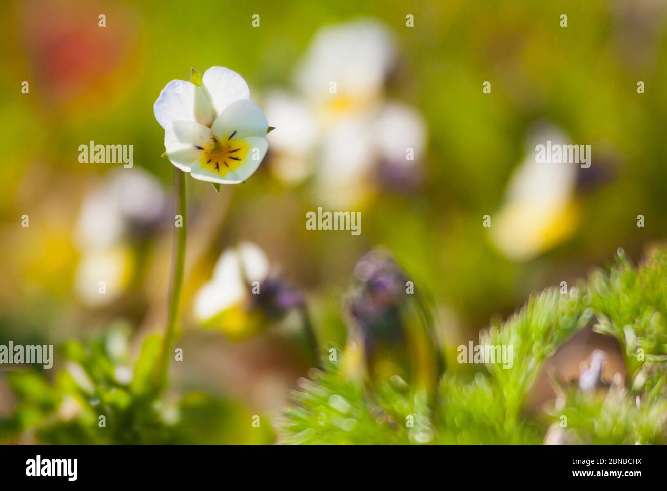 cultivated pansy, field pansy, small wild pansy (Viola arvensis ...