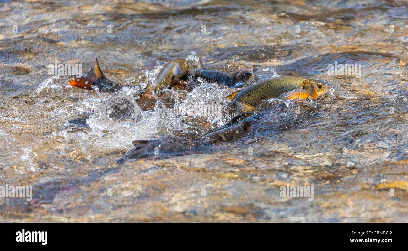 Nase chondrostoma nasus shoal fish hi-res stock photography and images ...