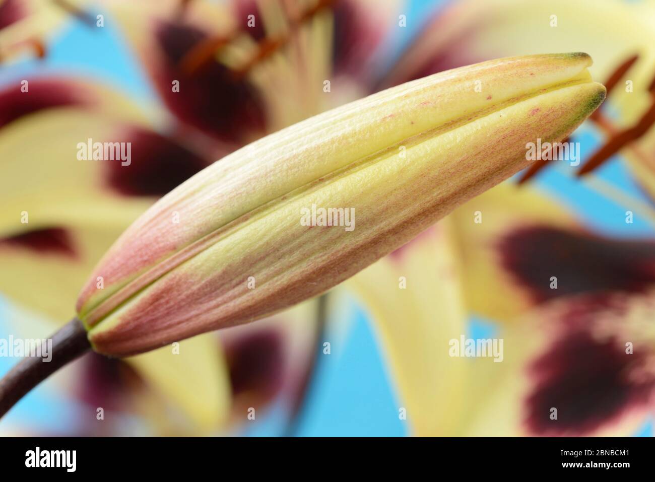 Lilium Asiatic lily Flower bud June Stock Photo - Alamy