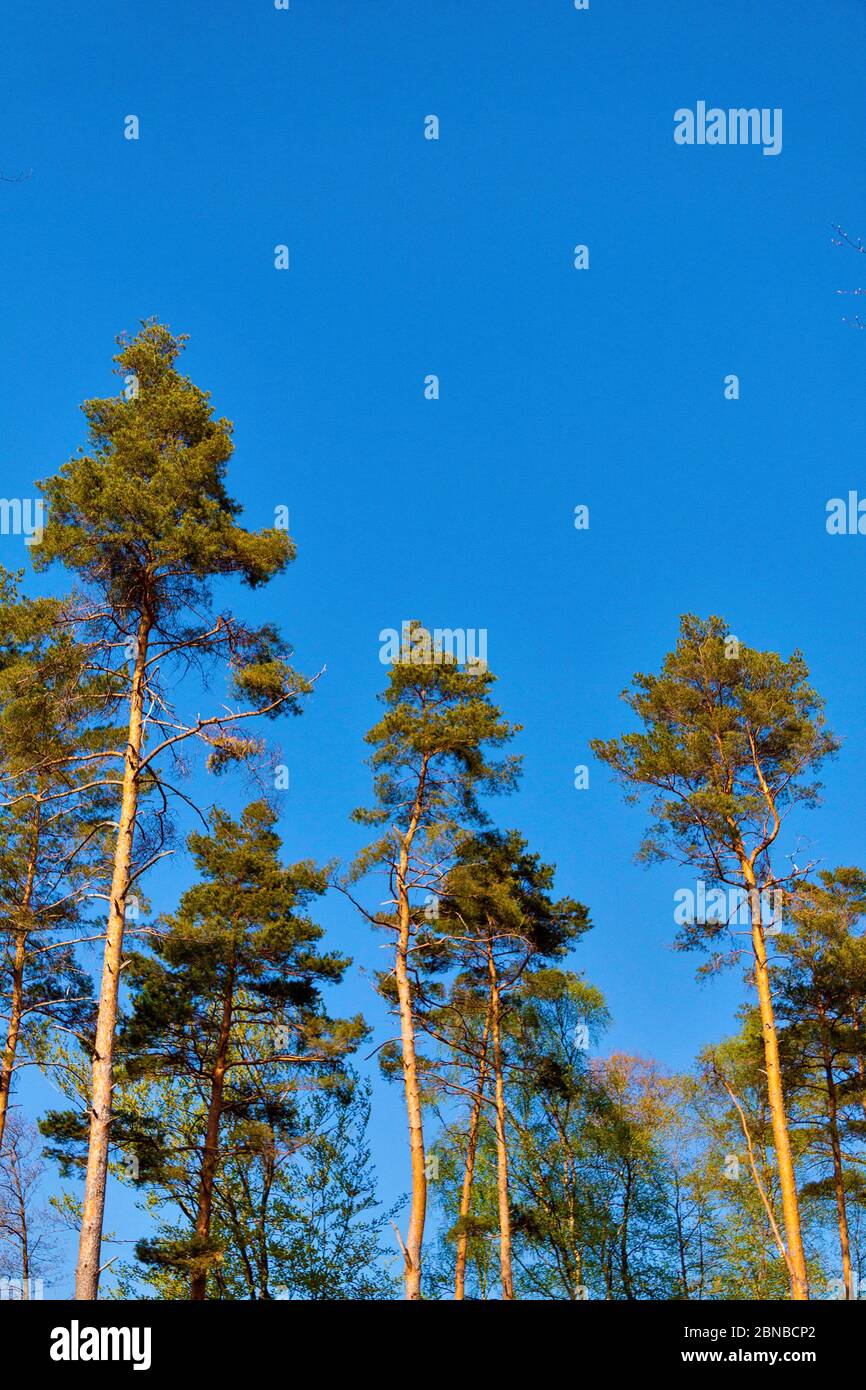 Pine tree tops hi-res stock photography and images - Alamy