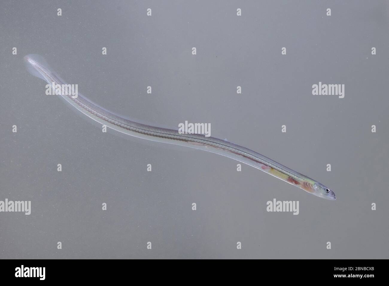 eel, European eel, river eel (Anguilla anguilla), glass eel Stock Photo ...