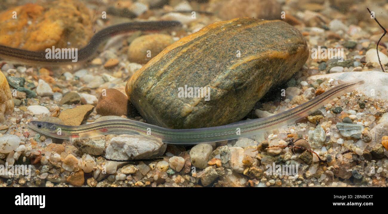 eel, European eel, river eel (Anguilla anguilla), glass eel at bottom ...