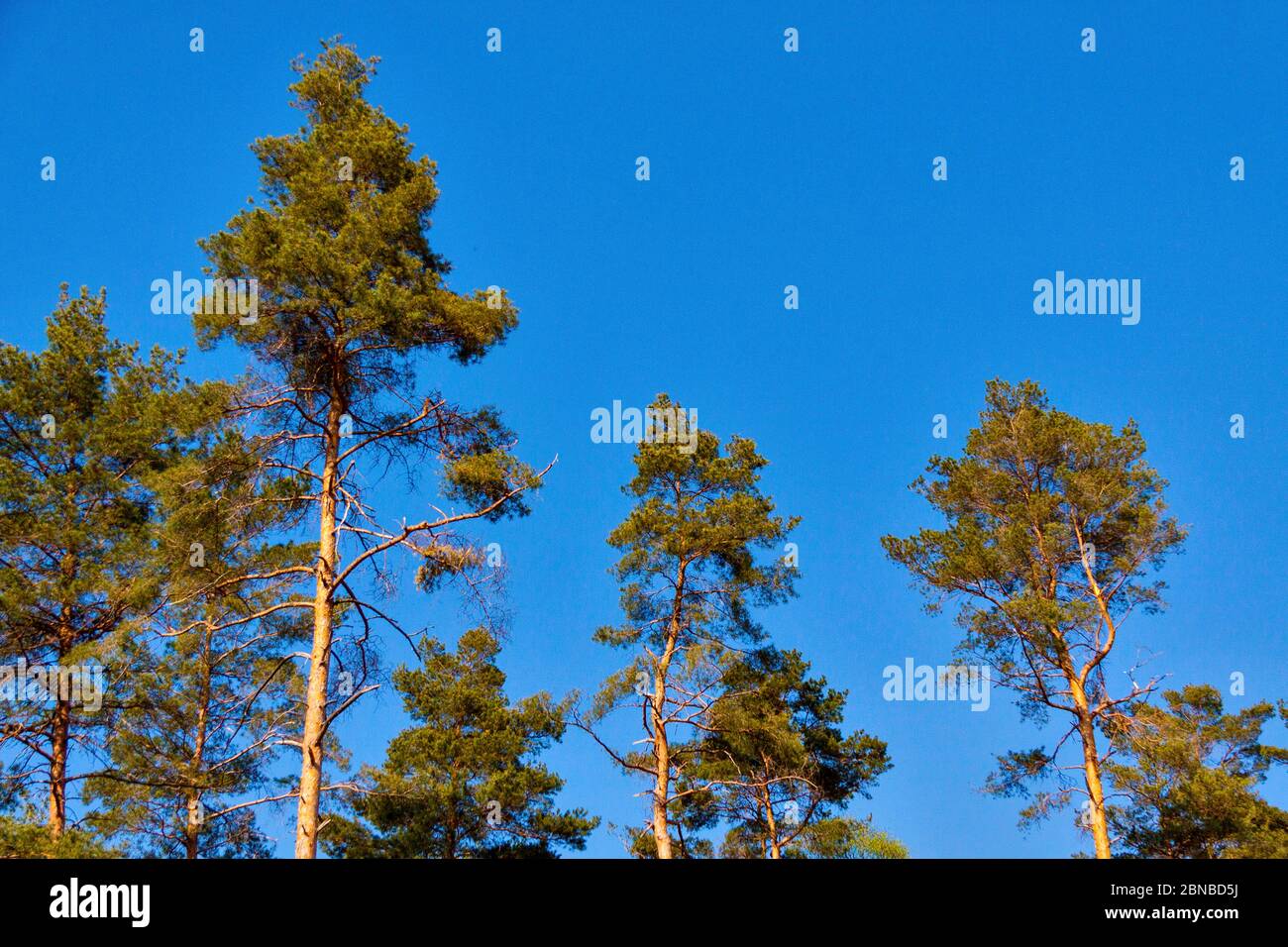 Pine tree tops hi-res stock photography and images - Alamy