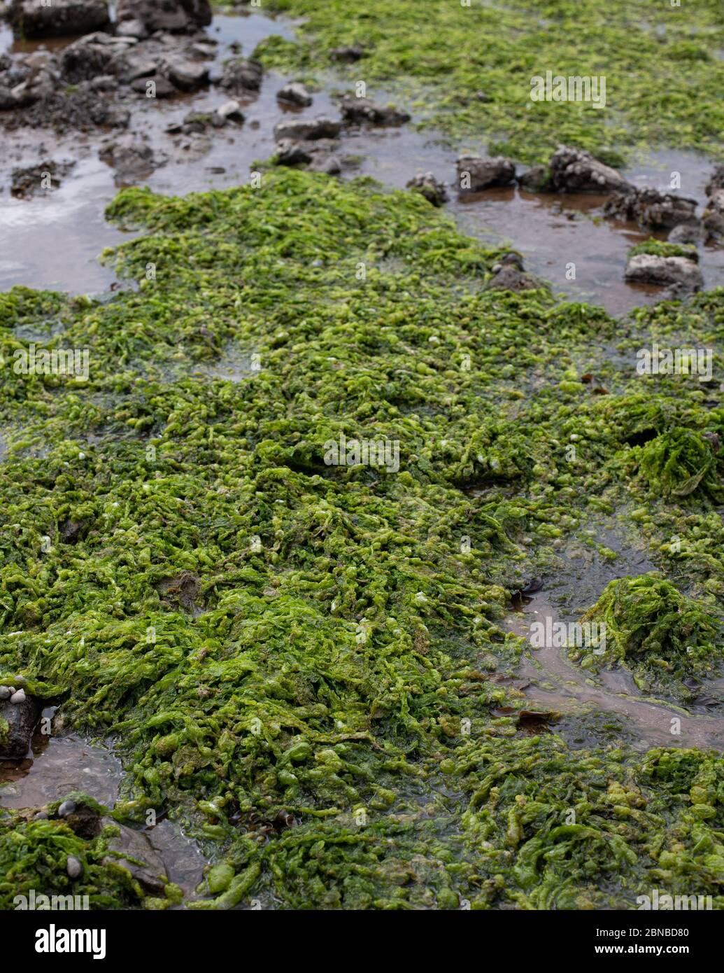 Algae growth hi-res stock photography and images - Alamy