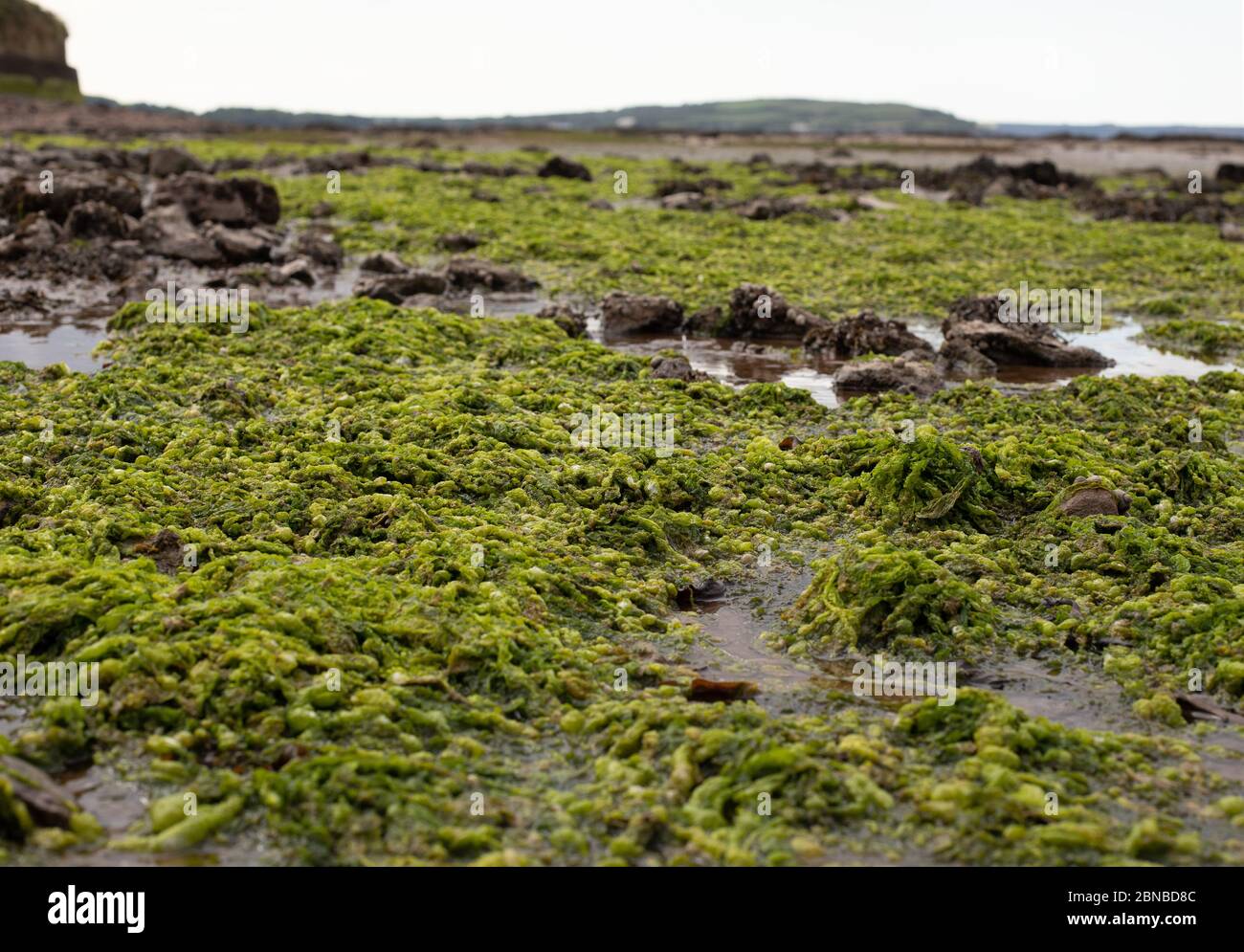 Algae on Beach Stock Photo - Alamy