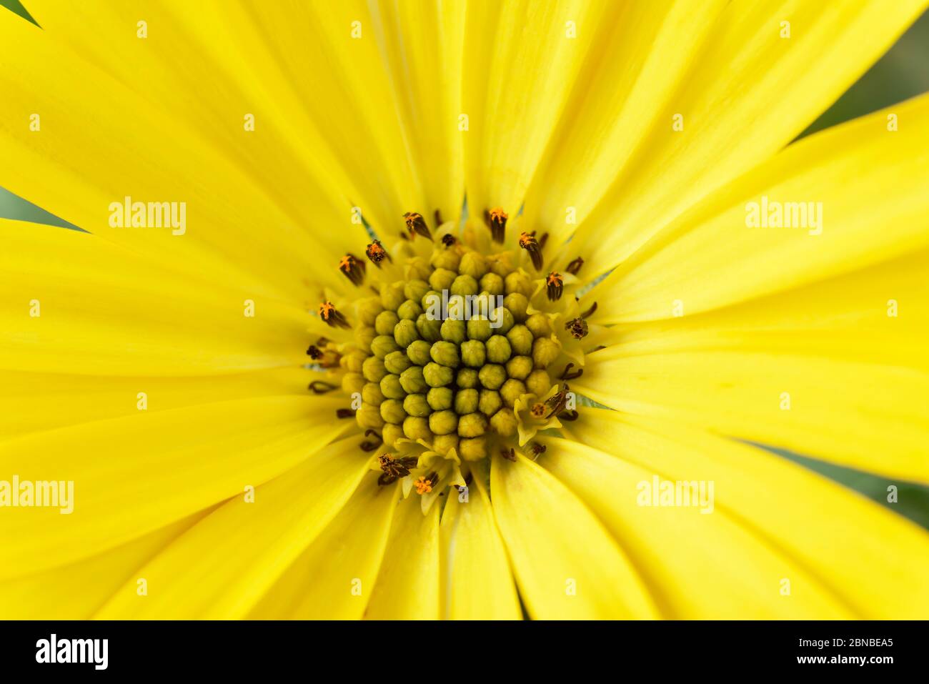 Daisy stamens hi-res stock photography and images - Alamy