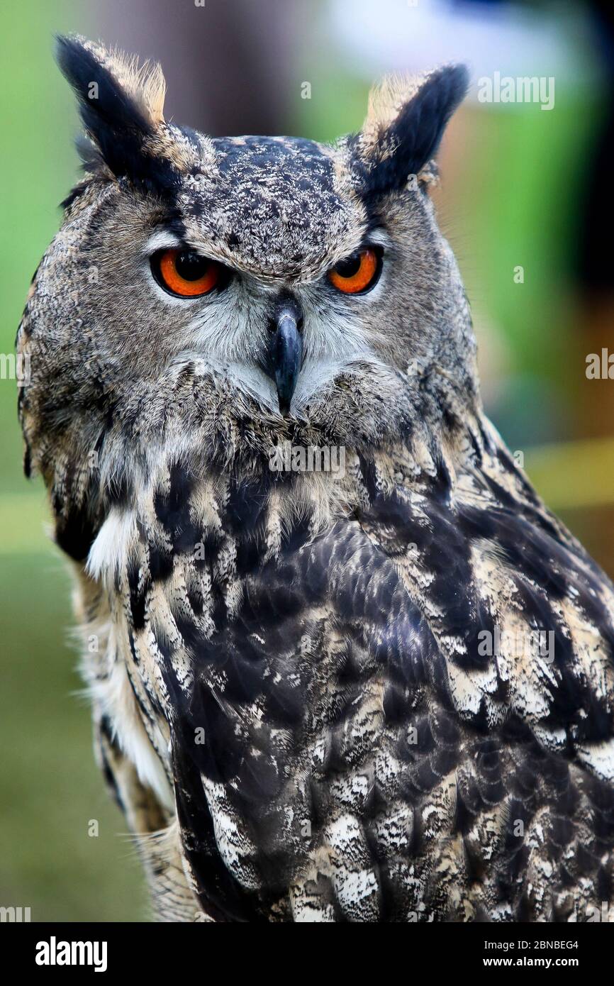 Owl outdoor portrait Stock Photo - Alamy