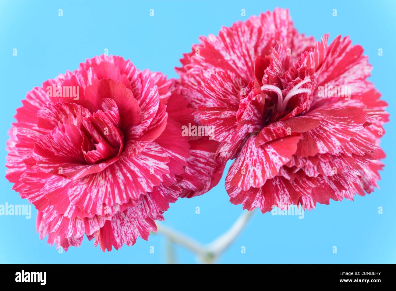 Dianthus Pink July Stock Photo - Alamy