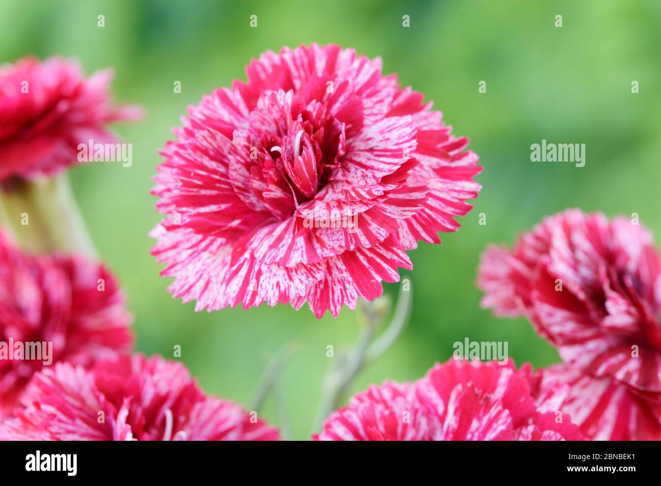 Dianthus Pink July Stock Photo - Alamy
