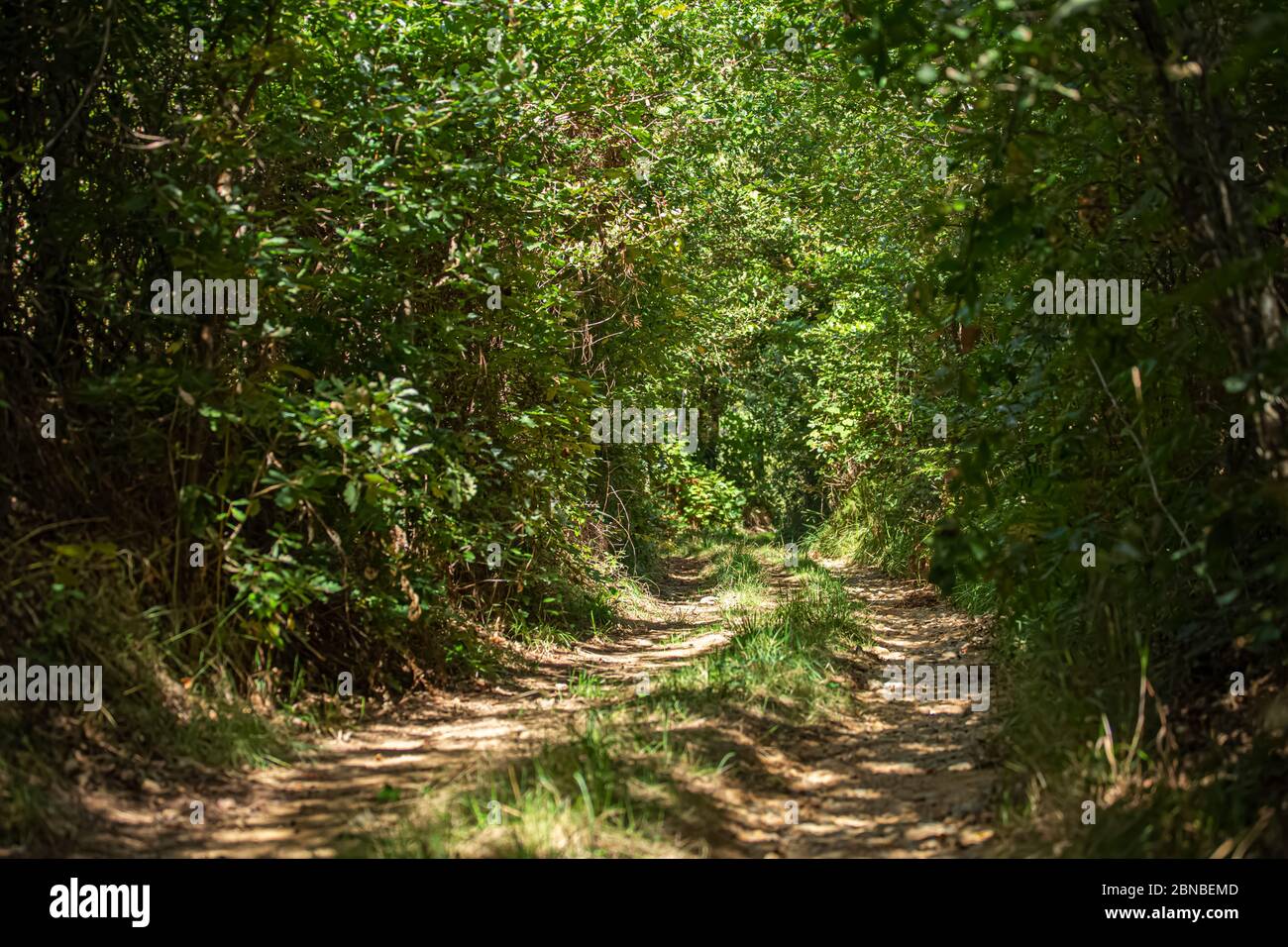 View of the path on the middle at the forest, trees and middle ...