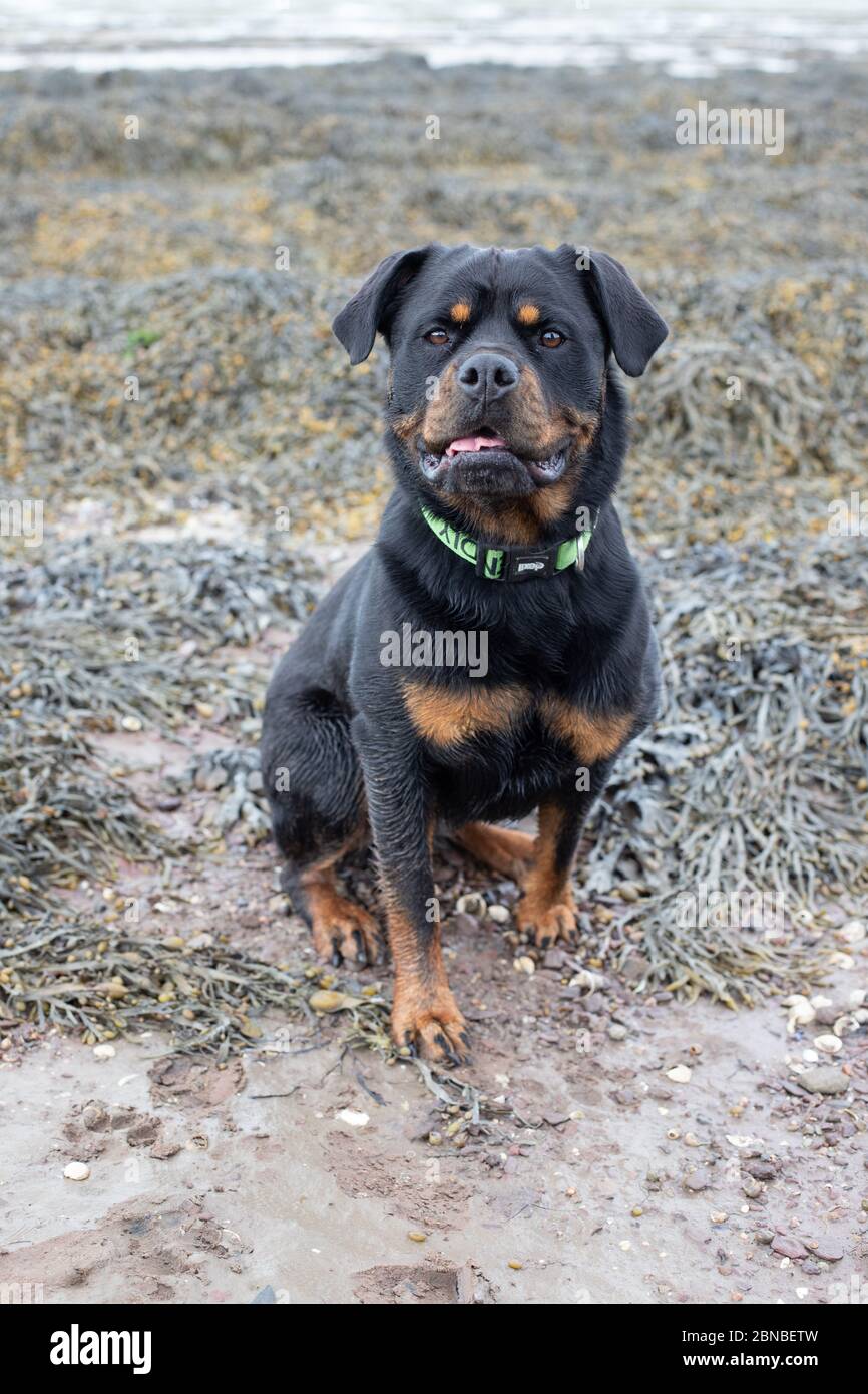 German Rottweiler Cropped Ears