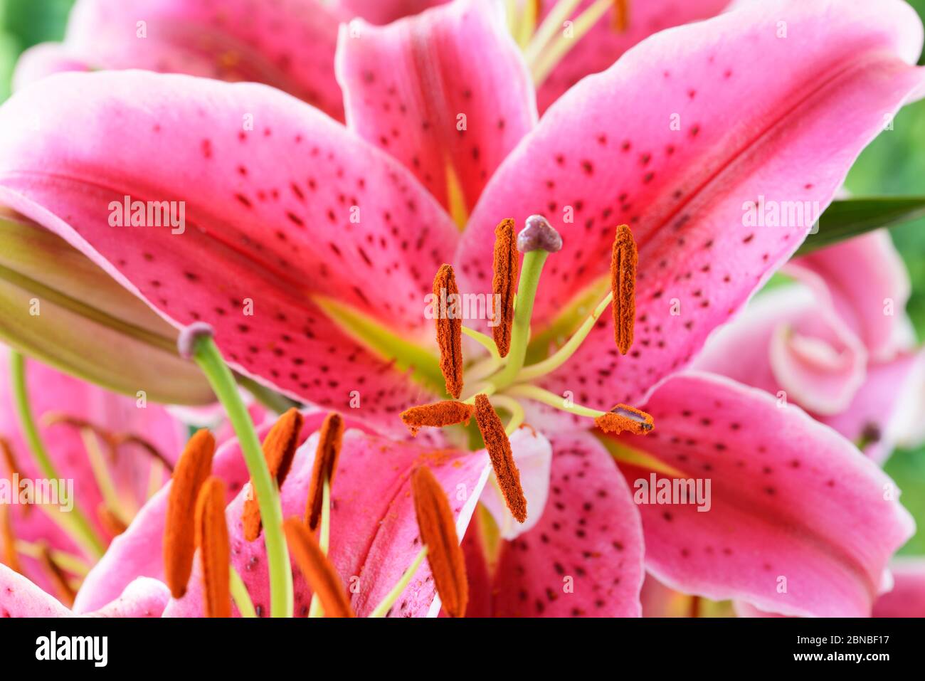 Lilium Oriental hybrid lily July Stock Photo - Alamy