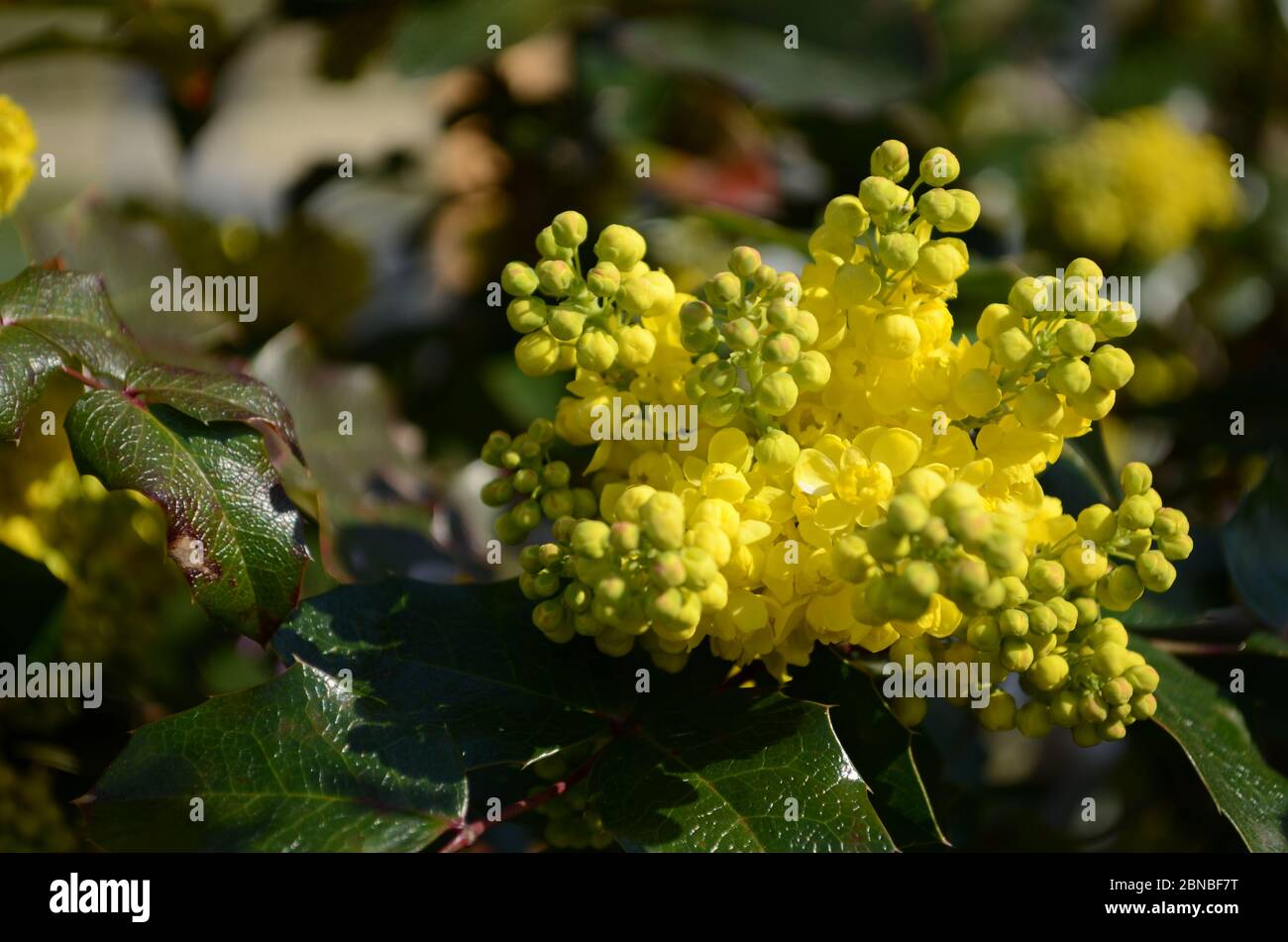 Mahonia Evergreen Shrub Bush High Resolution Stock Photography and ...