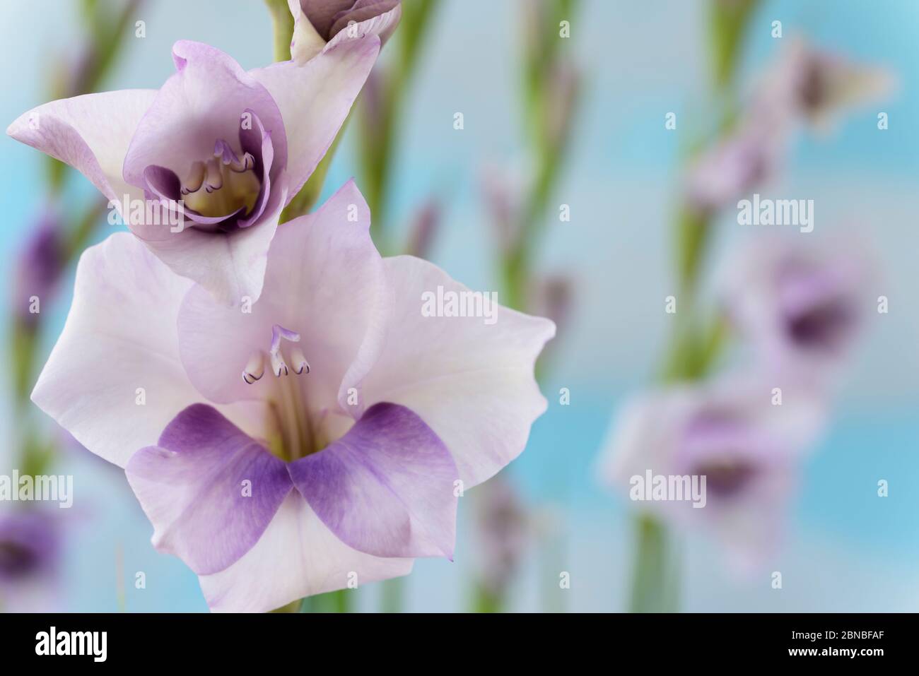 Sword lily hi-res stock photography and images - Alamy