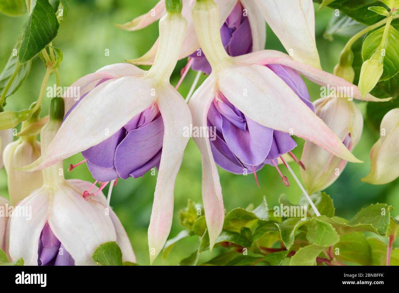 Fuchsia stamen hi-res stock photography and images - Alamy