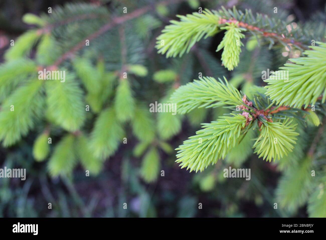 Strobili hi-res stock photography and images - Alamy