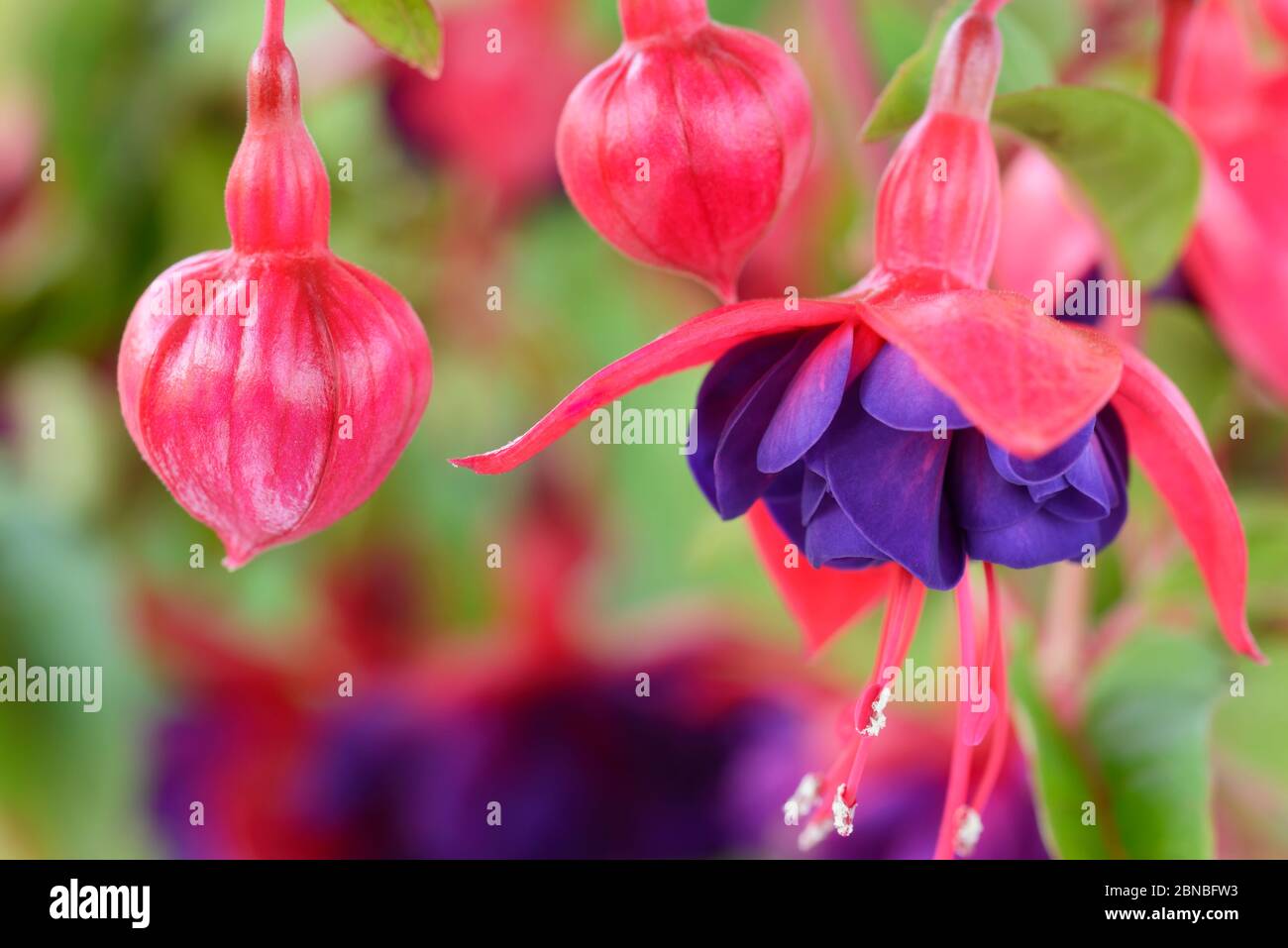 Fuchsia bud hi-res stock photography and images - Alamy